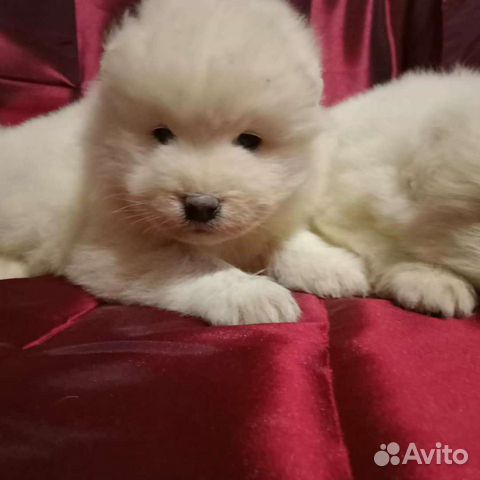 Самоедская лайка щенки