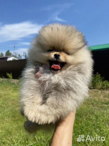 Щенки померанского шпица
