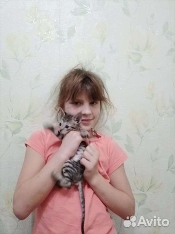 Котенок грей-табби corniche rex