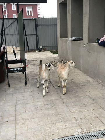 Козочки