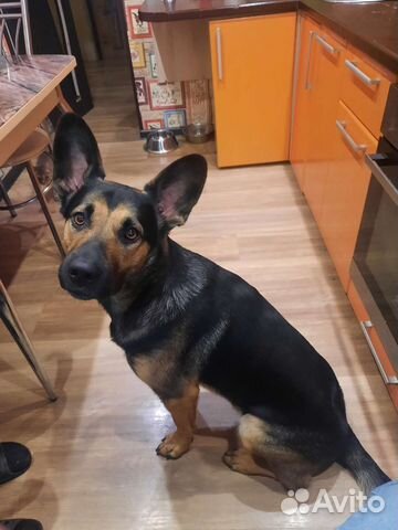 Овчарка в добрые руки