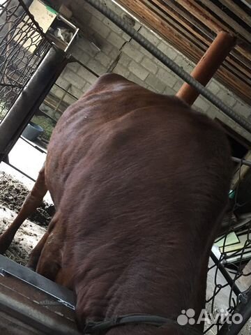 Телка (откорм)