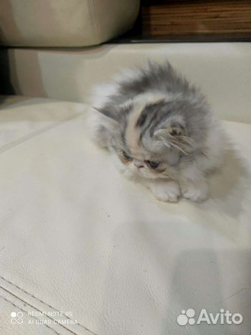 Персидские котята