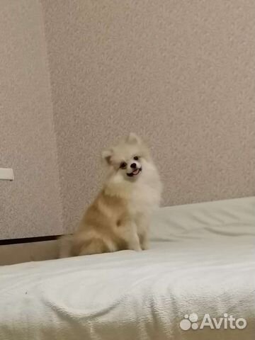 Померанский шпиц щенки большой выбор