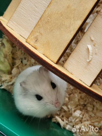 Джунгарский хомяк с клеткой