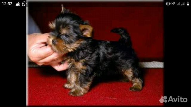 Щенки йорширского терьера