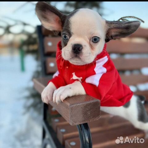 Французский бульдог & Чихуахуа