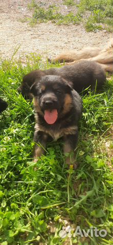 Щенки рабочей немецкой овчарки
