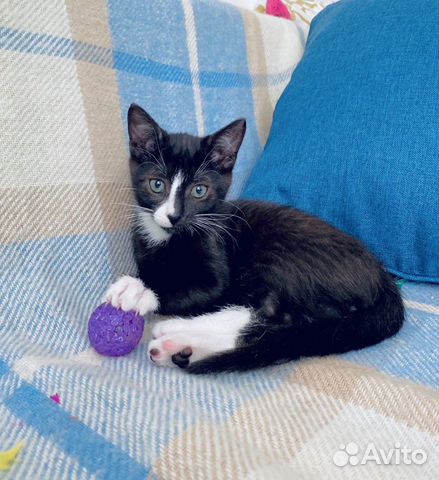 Маленький маркизовый красавец ждёт мампап