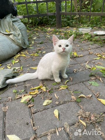 Котенок Беляш