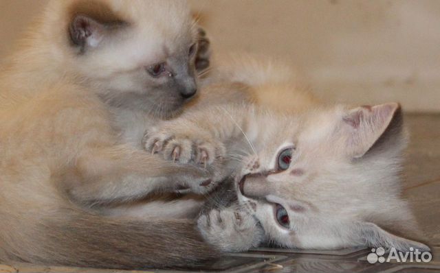 Котенок в дом