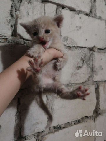 Котёнок в добрые руки