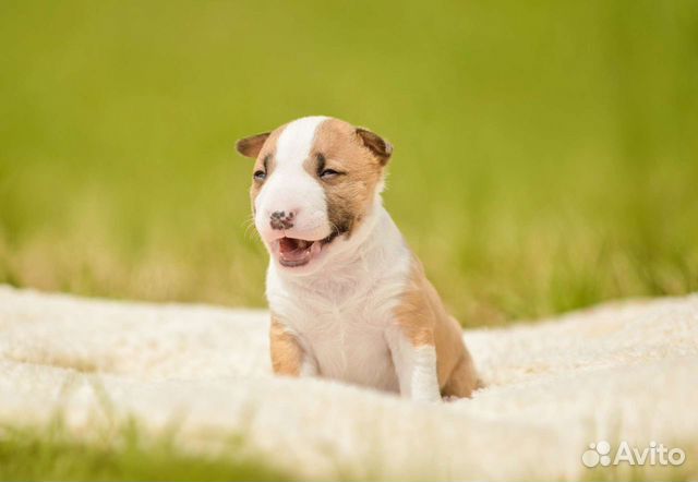 Мини бультерьер мальчик