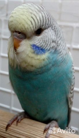 Бирюзовый попугайчик птенчик