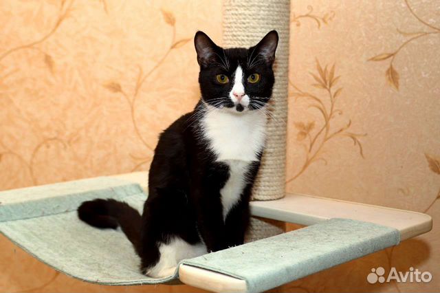 Котики в добрые руки