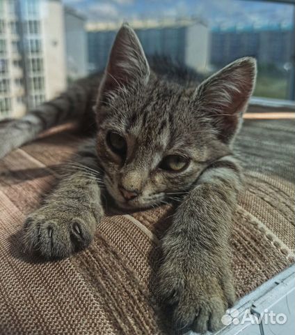 Котенок метис