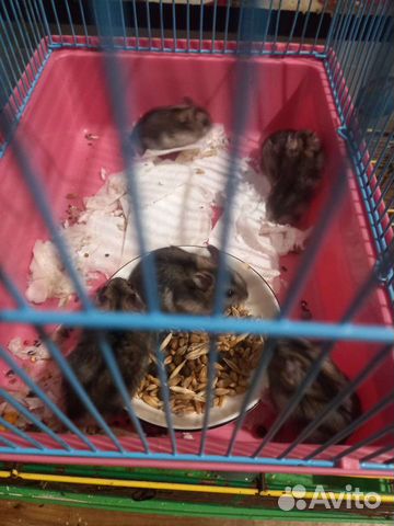 Джунгарский хомяк