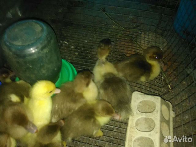 Мускусные утята