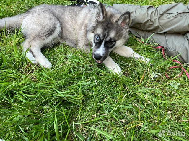 Собаки хаски метиз