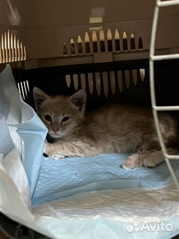 Персиковый котенок в дар