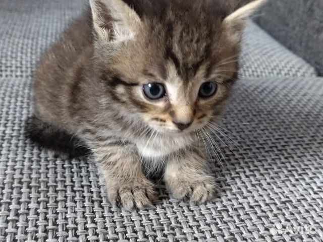 Британский красивый котенок