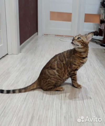 Бенгальская девочка