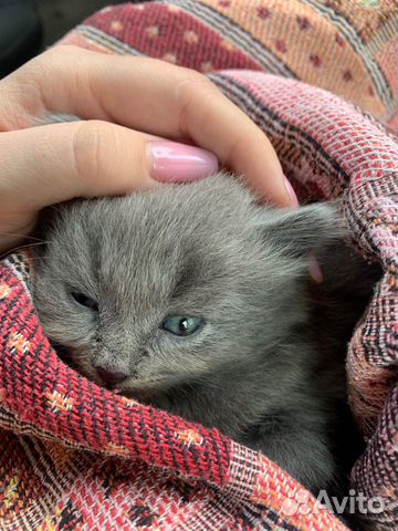 Котята