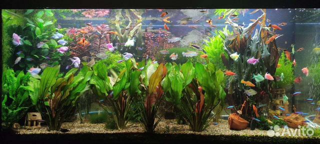 Аквариумные рыбы 150 штук