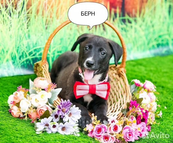 Щенки ищут дом