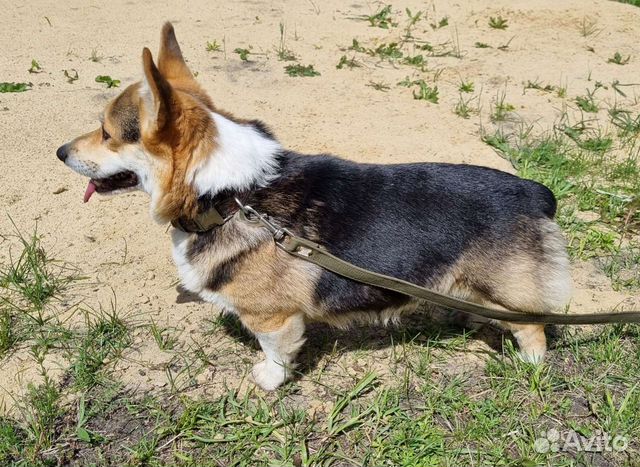 Вельш-корги пемброк вязка