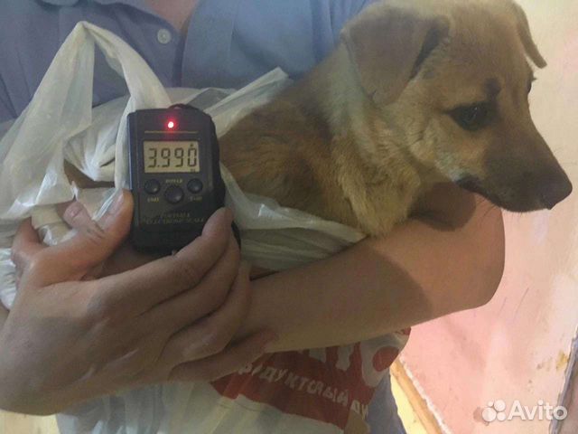 Небольшая собачка в Добрые руки