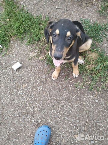 Собаки бесплатно в добрые руки щенки