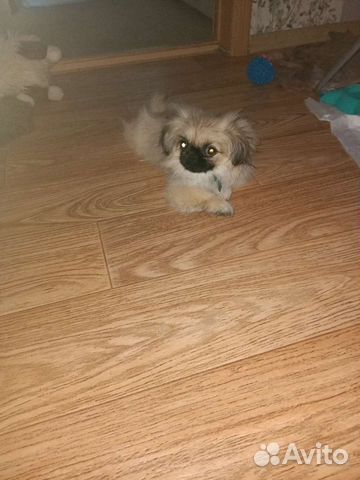 Мини пекинес
