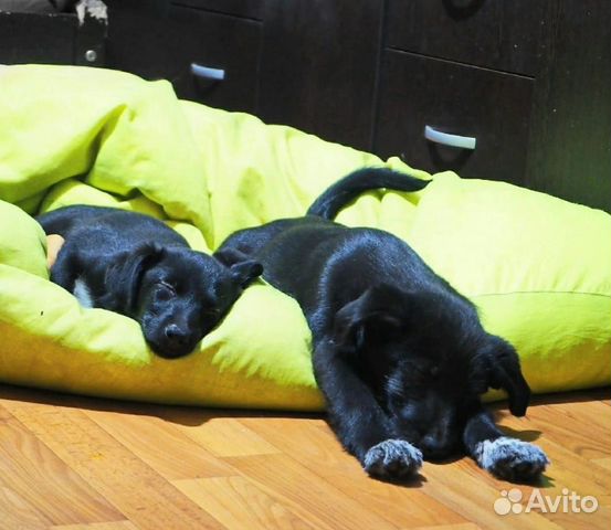 Чуча и Черри, 3,5 месяца, хотят найти хозяев
