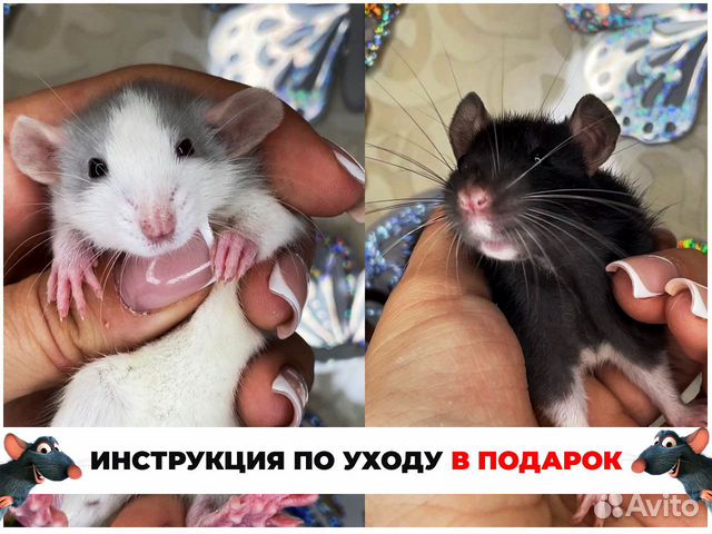 Крысы. Крысята Дамбо. Приучены к рукам