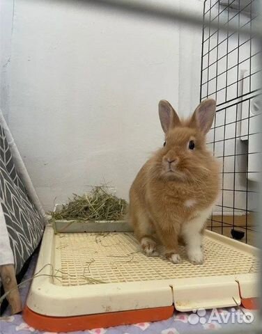 Декоративный кролик, 6 месяцев