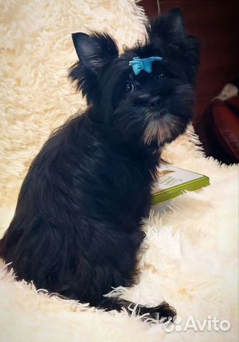 Йоркширский терьер щенки большой выбор окрасов