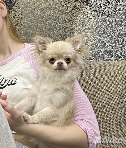 Чихуахуа девочка