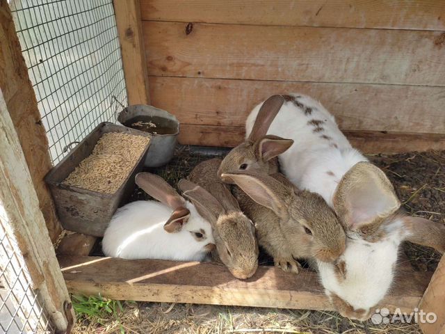 Кролики великаны