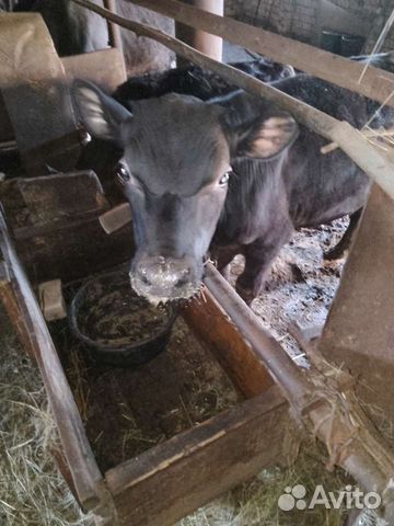 Продажа быков