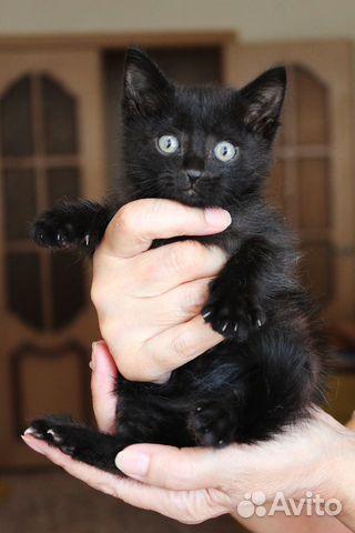 Котенок Лютик ищет дом