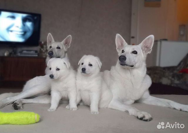 Щенки белой швейцарской овчарки