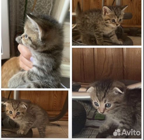 Очень милые, игривые котята ищут хозяев