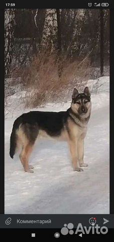 Метис хаски с овчаркой в самые лучшие руки