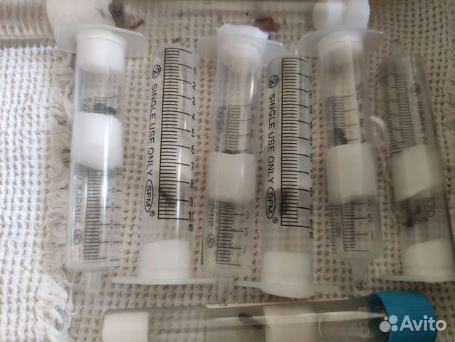 Матки lasius niger