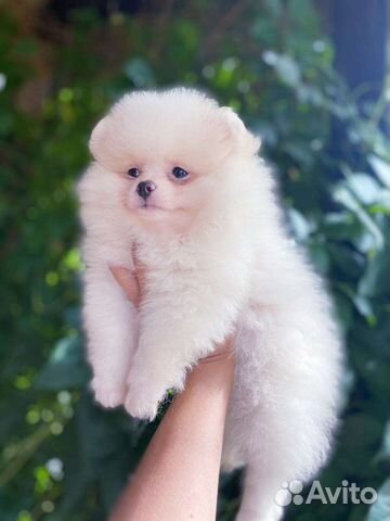 Девочка блондинка