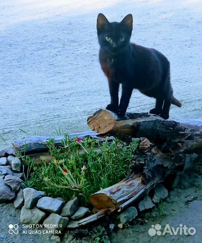 Пристрой кошечку