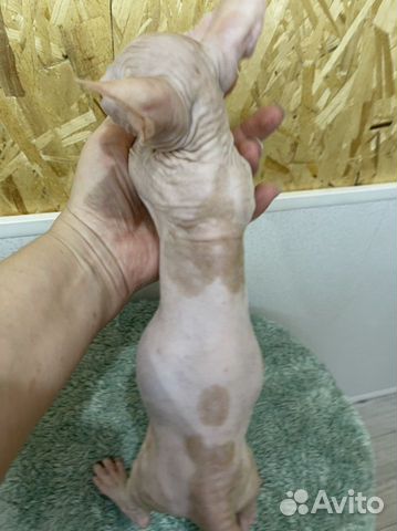 Котик бамбино