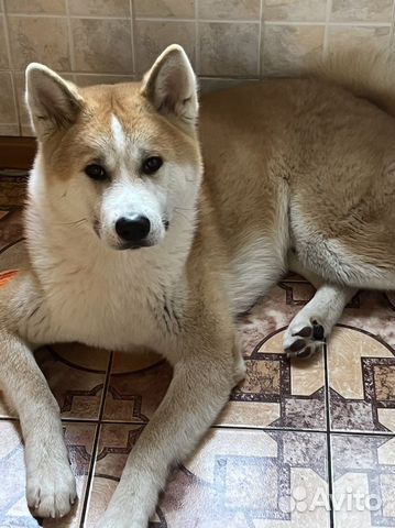 Акита ину вязка