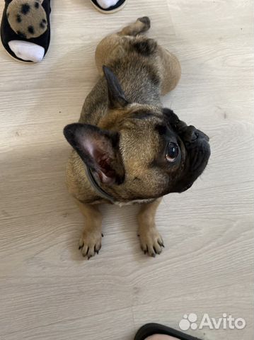 Французский бульдог мини